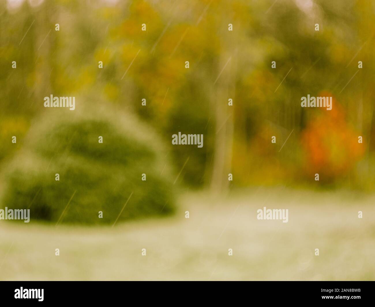 Light drizzling rain weather in Park, garden in village in nature ...