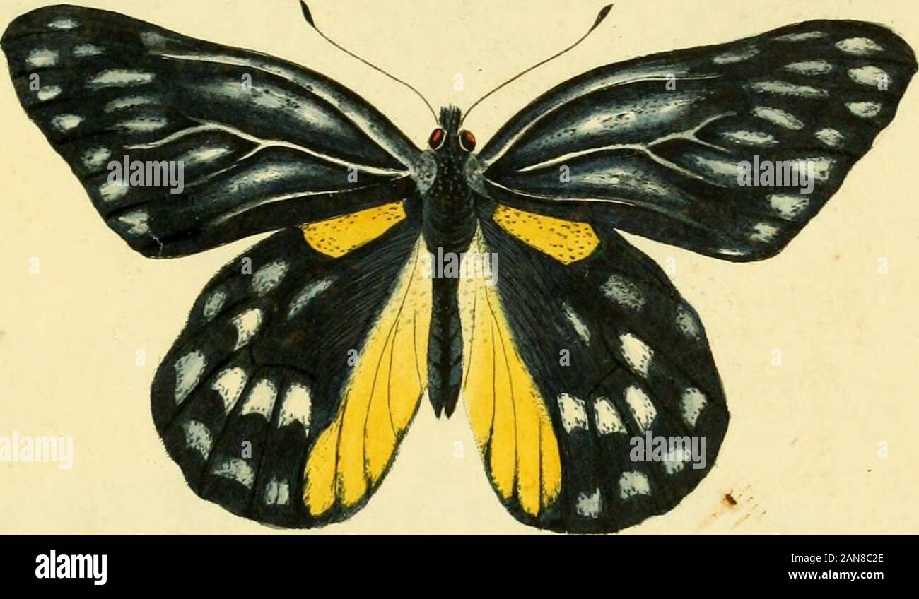 Descriptions and figures of some new lepidopterous insects, chiefly ...