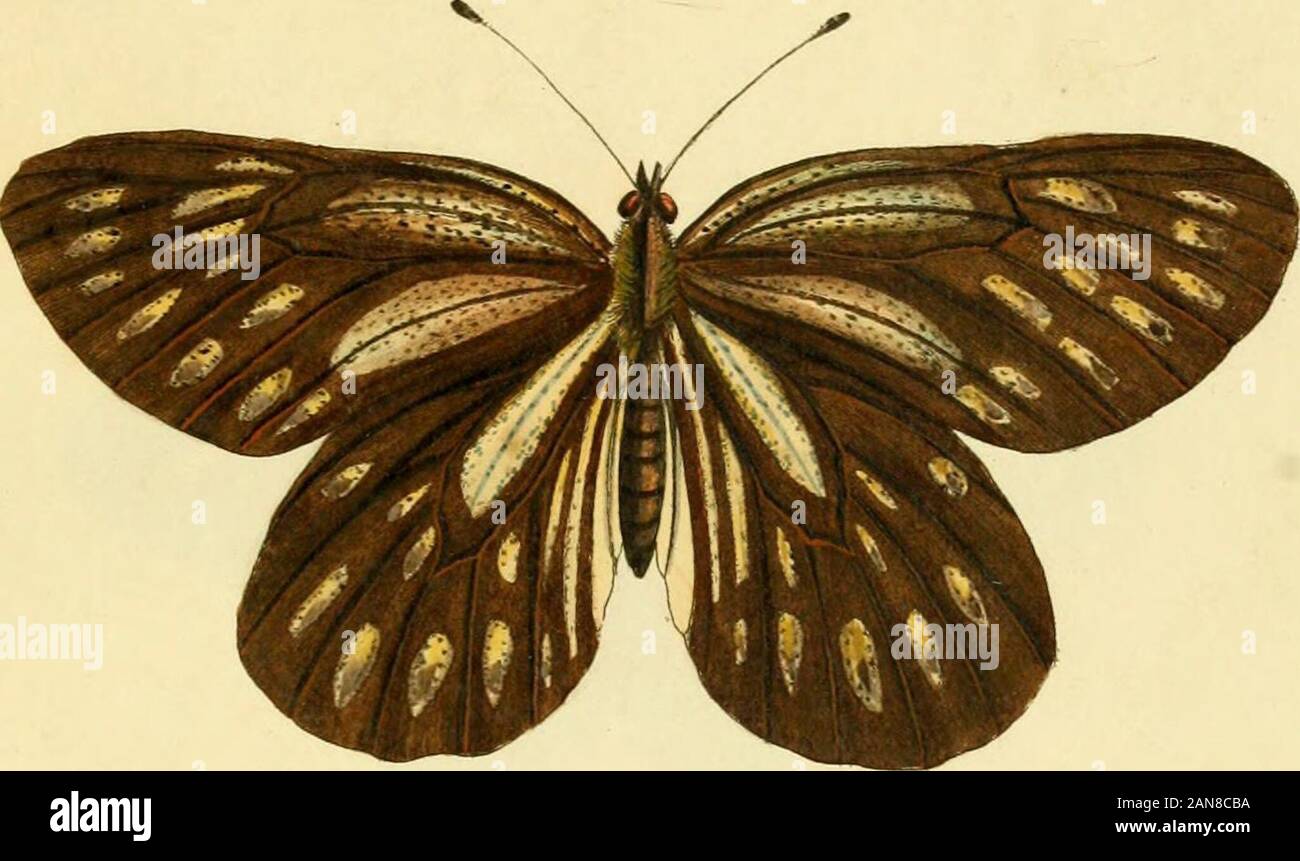 New lepidopterous insects hi-res stock photography and images - Alamy