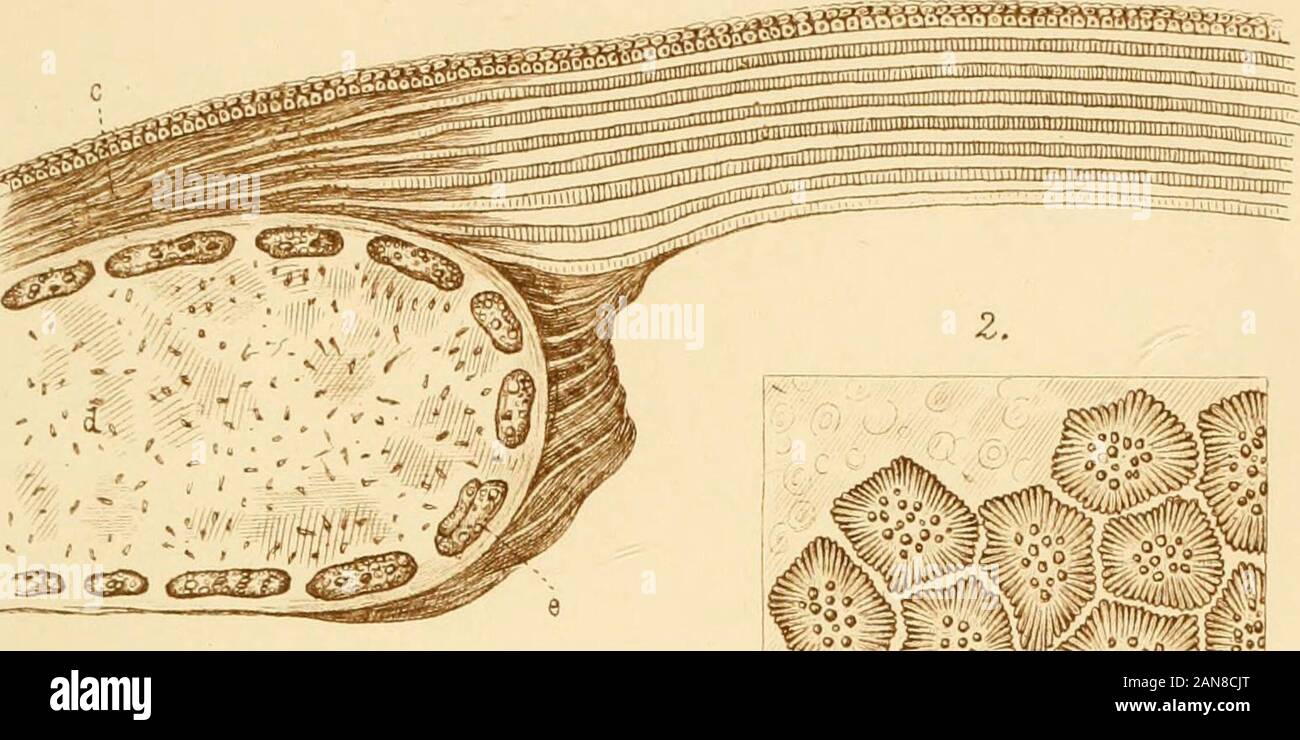 Ciliary epithelium hi-res stock photography and images - Alamy