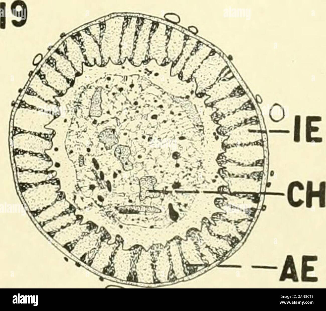 Ross g harrison hi-res stock photography and images - Alamy