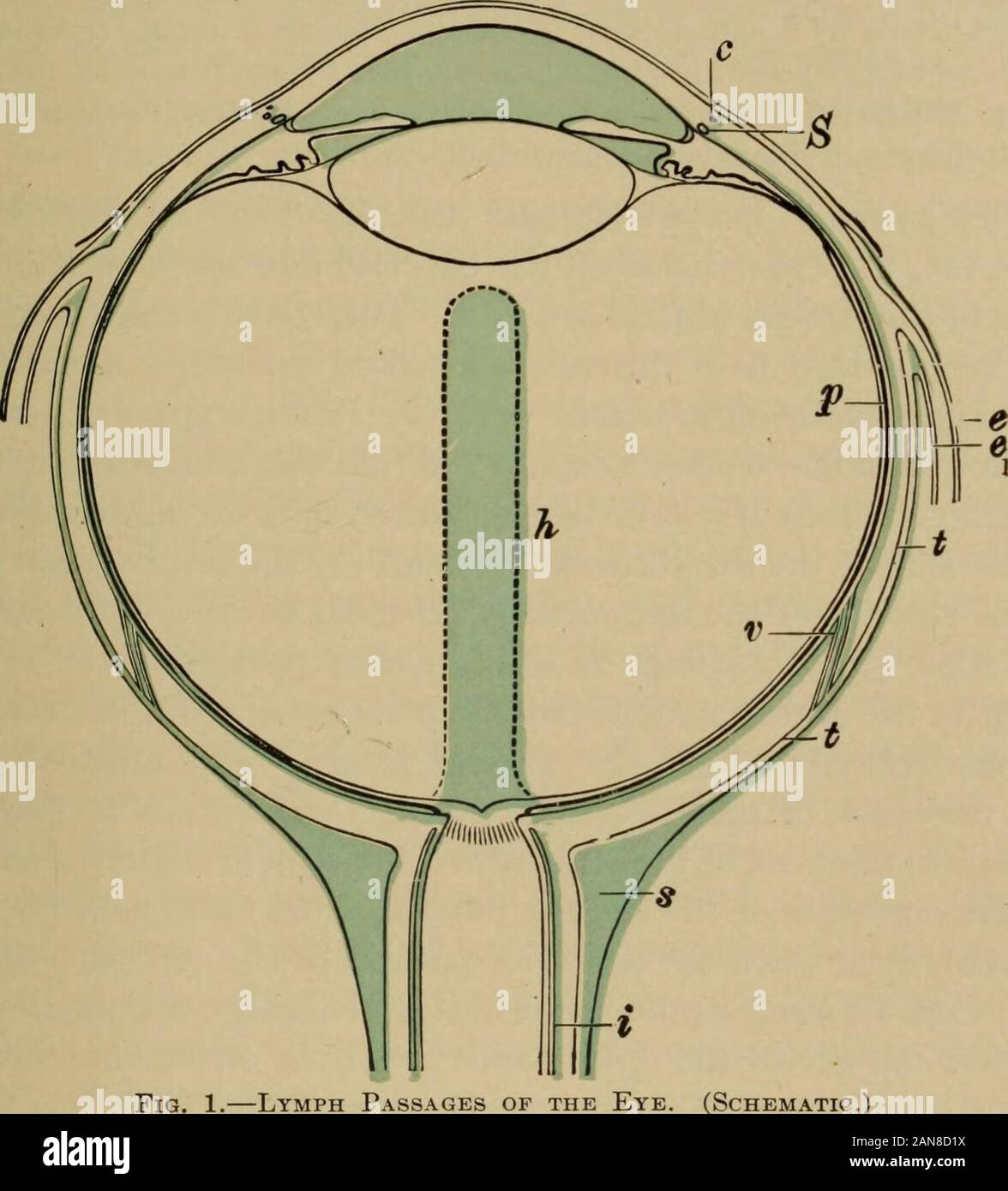 Text-book of ophthalmology . osterior. The anterior lymph passages ...