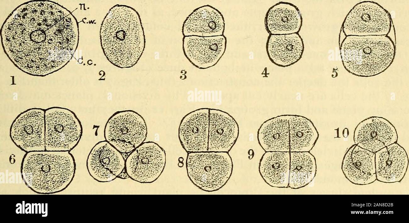 Protococcus hi-res stock photography and images - Alamy