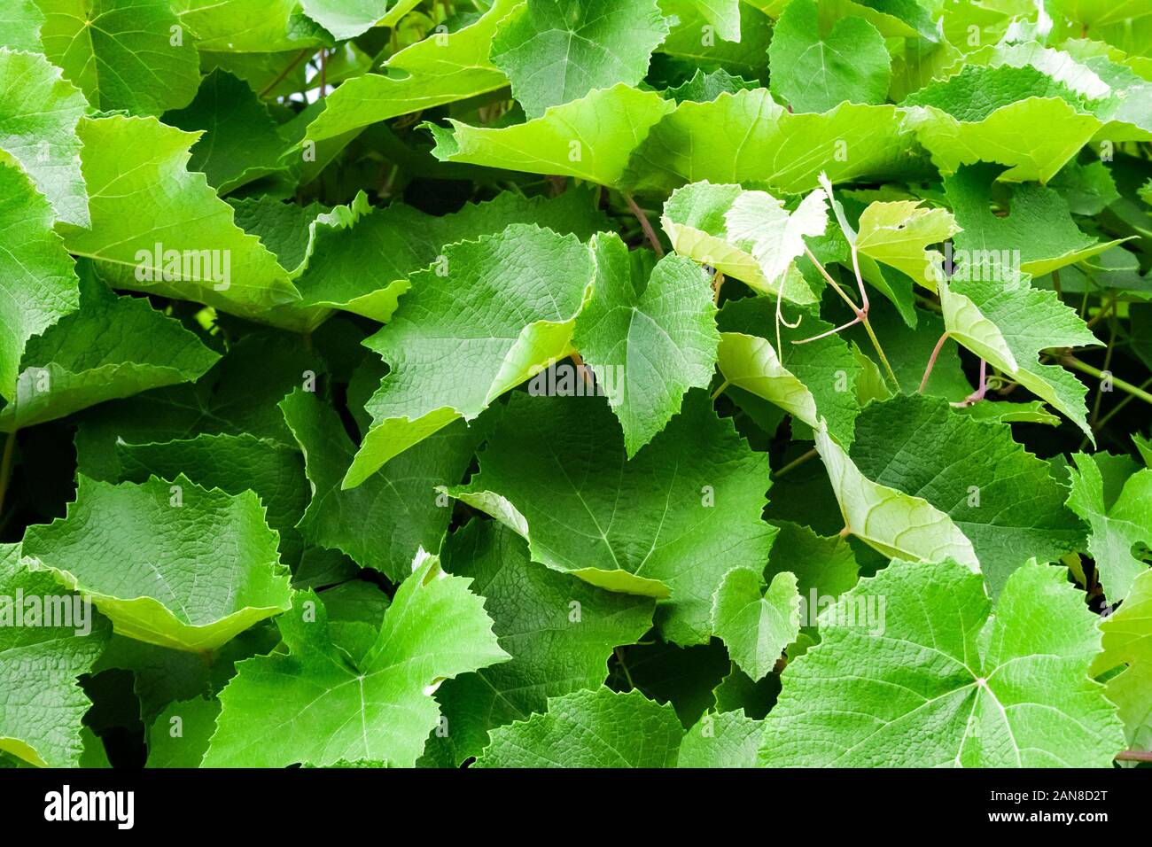 Vineyard texture hi-res stock photography and images - Alamy