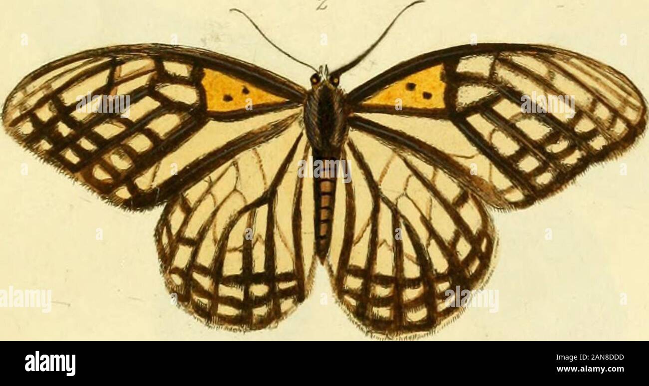 Descriptions and figures of some new lepidopterous insects, chiefly ...