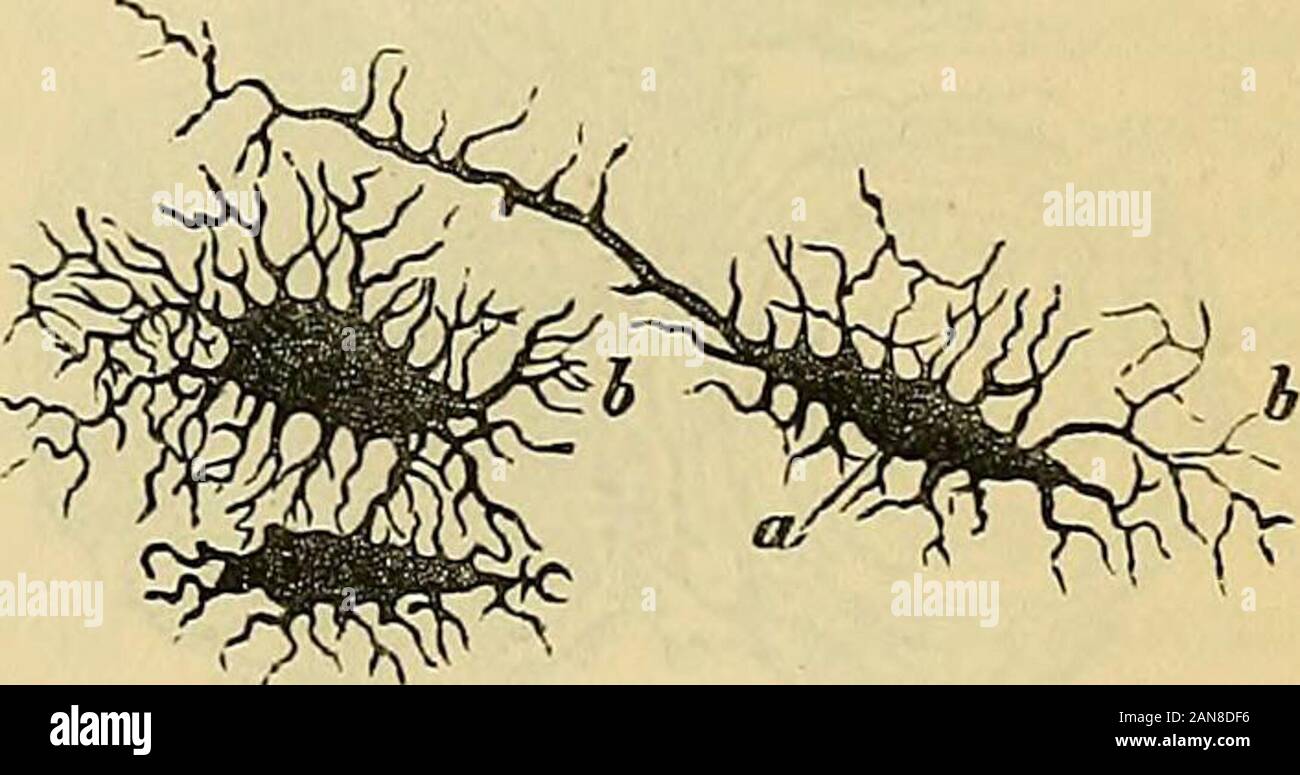(lamellae or lamella) and fish hi-res stock photography and images - Alamy