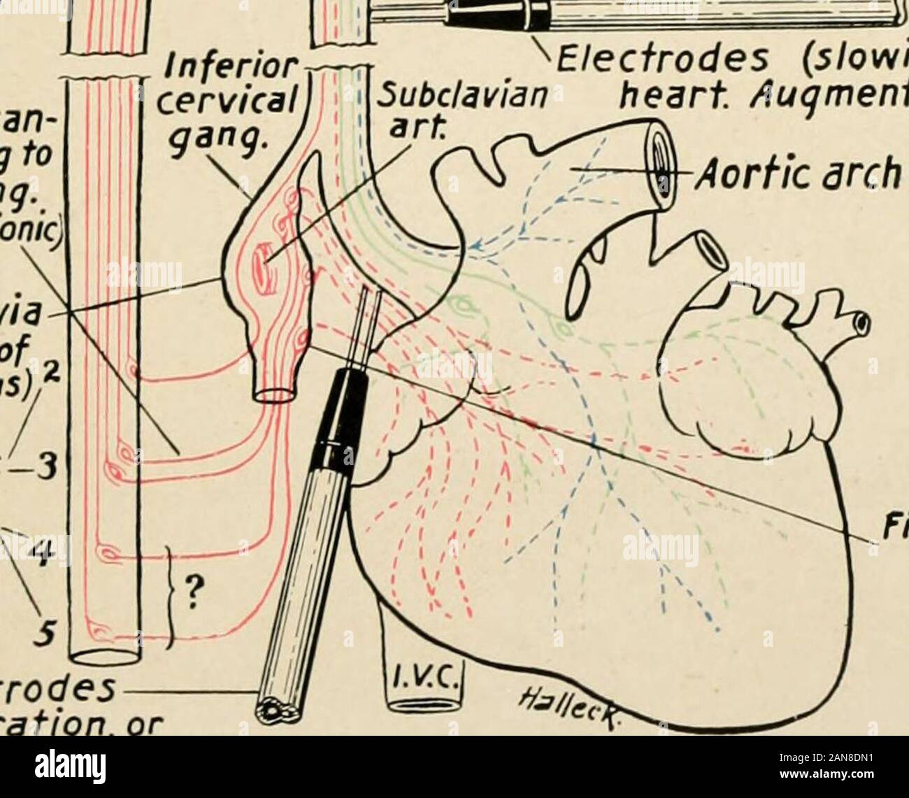 Physiology and biochemistry in modern medicine . N.I Postganglionic ...