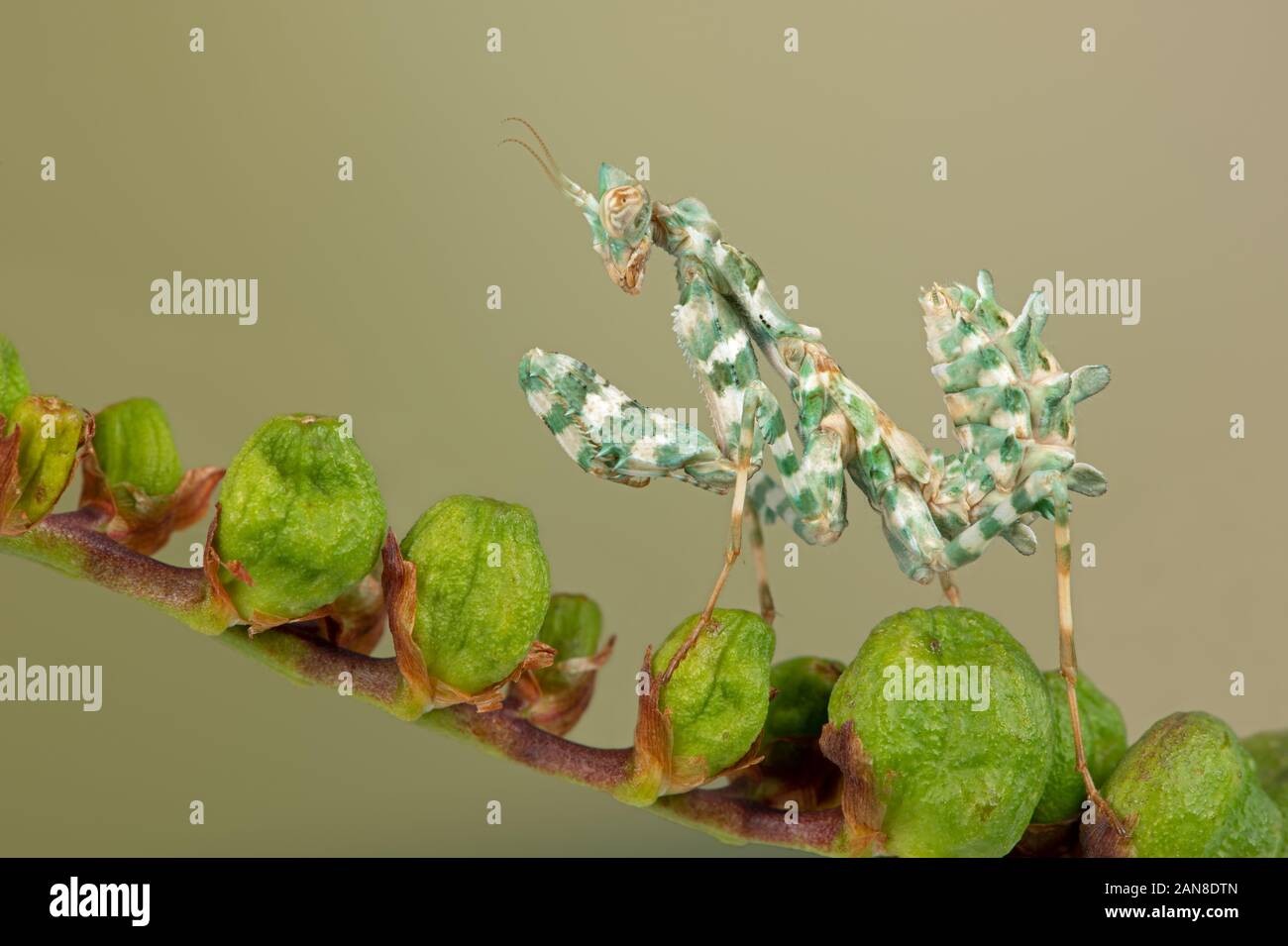 Blepharopsis mendica hi-res stock photography and images - Alamy