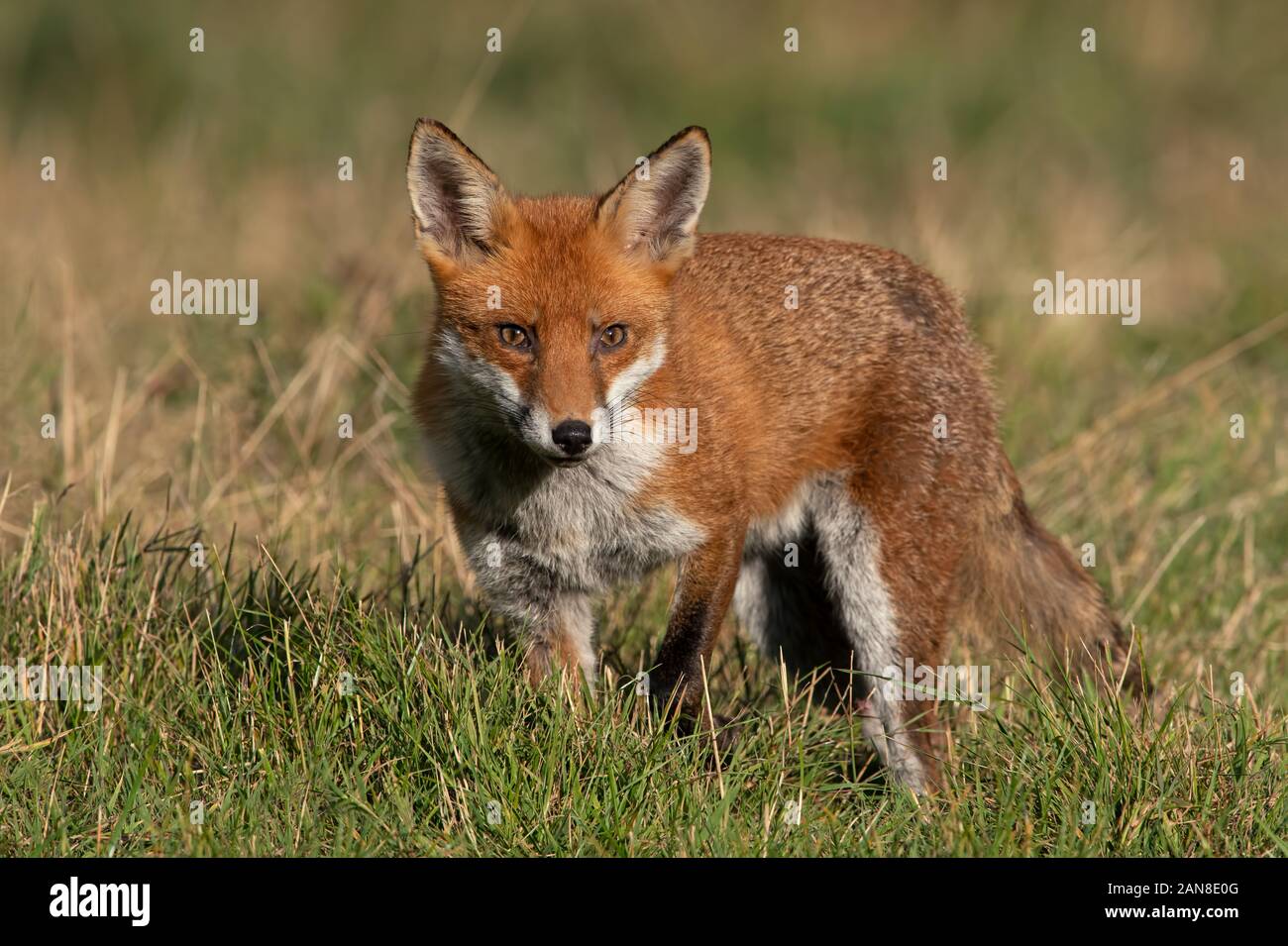 Orange Fox High Resolution Stock Photography and Images - Alamy
