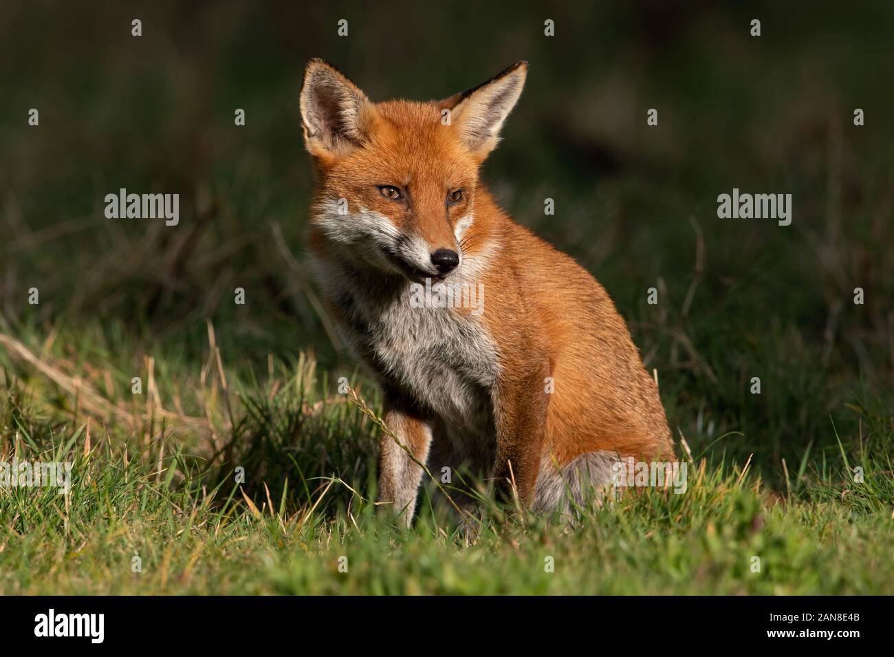 Red fox carnivore hi-res stock photography and images - Alamy