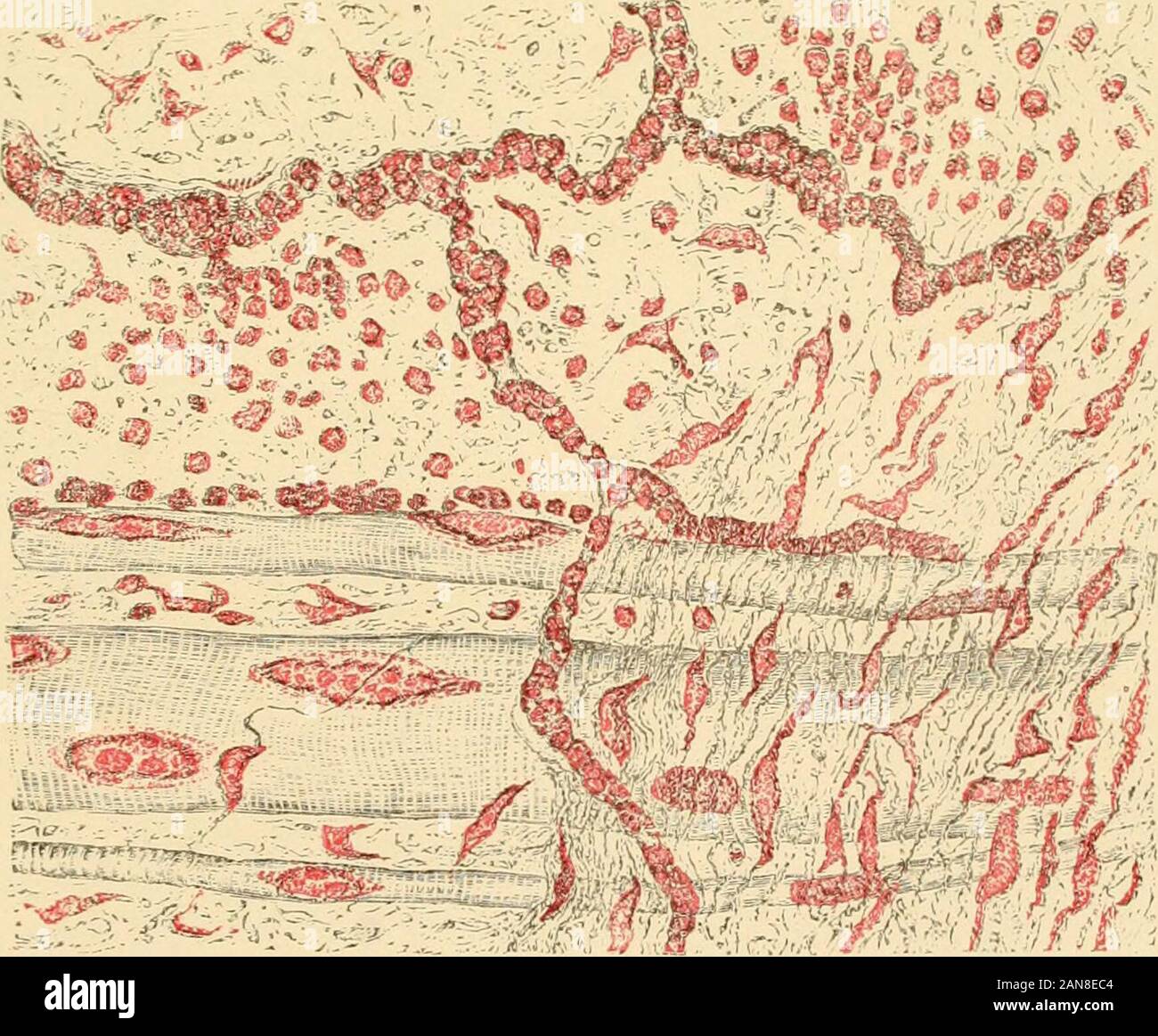 Tissue Science Drawing