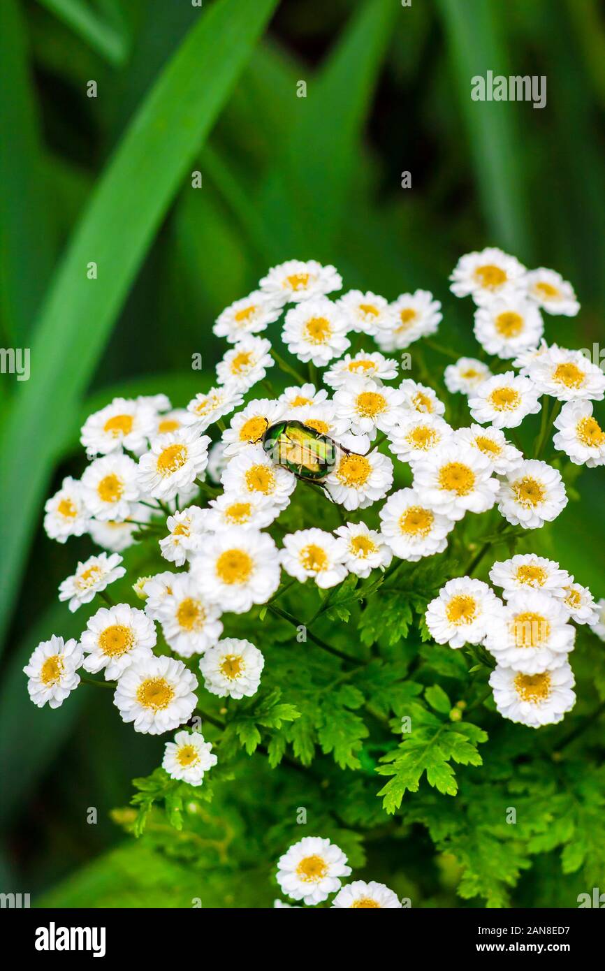 Pyrethrum hi-res stock photography and images - Alamy