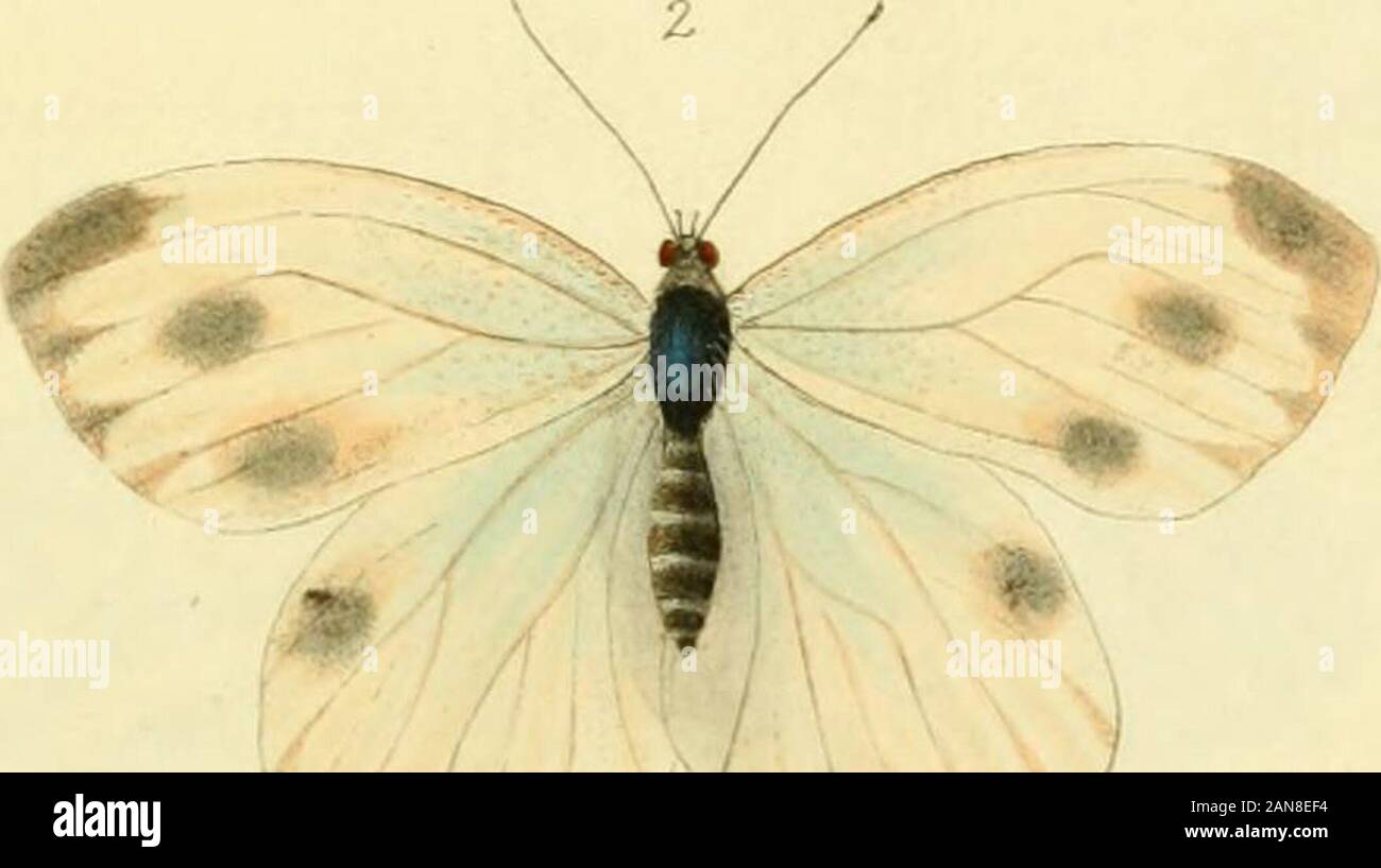 Descriptions and figures of some new lepidopterous insects, chiefly ...