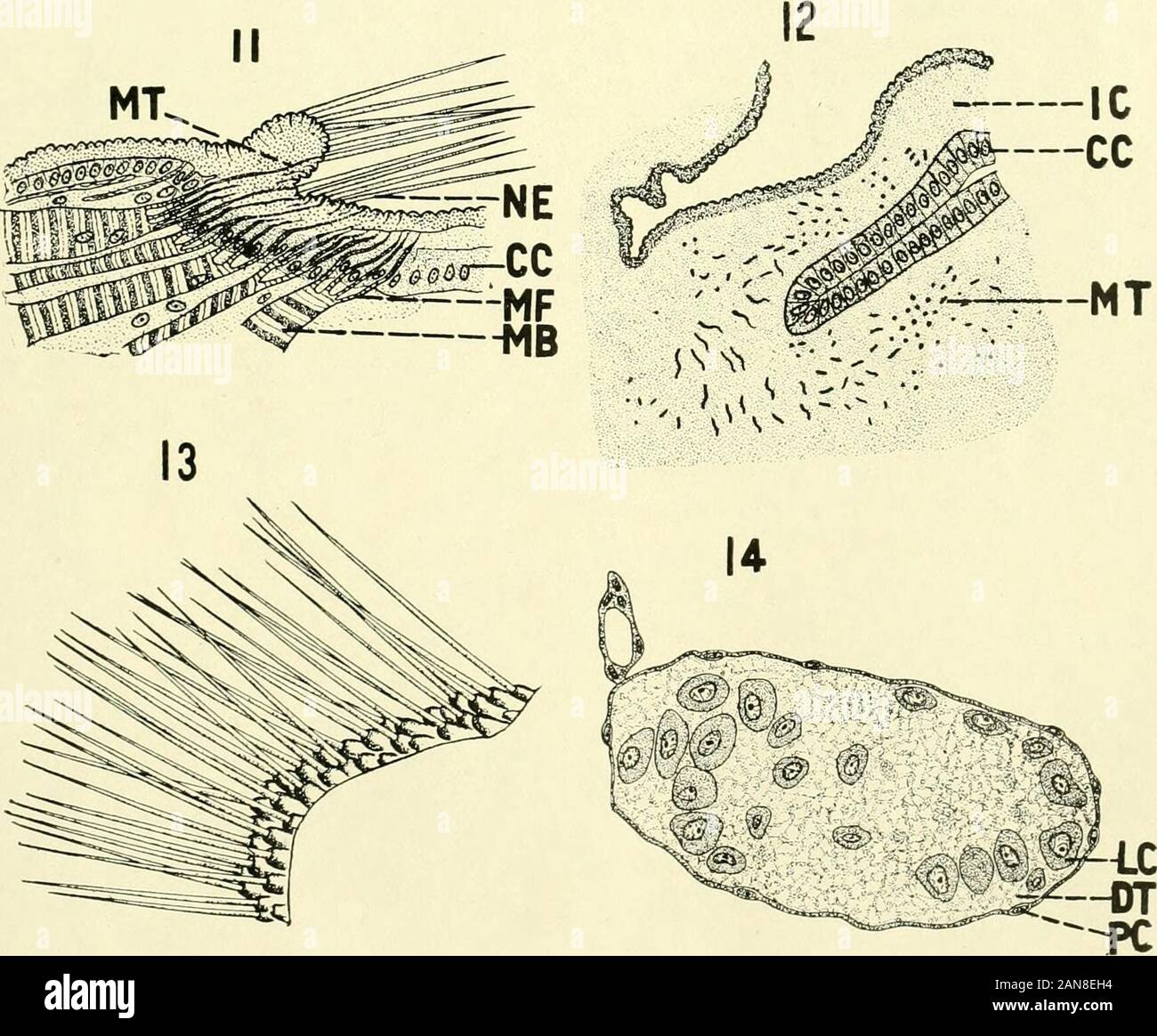 The Journal of experimental zoology . 409 PLATE 4 EXPLANATION OF ...