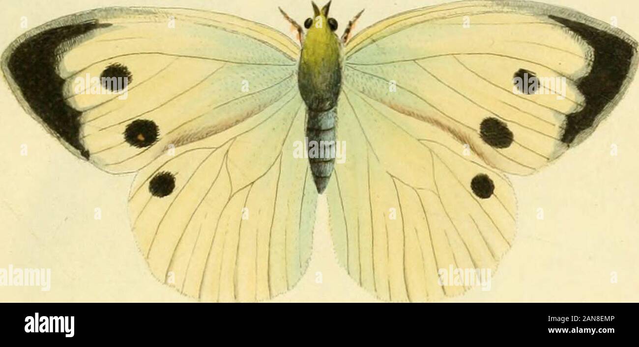 New lepidopterous insects hi-res stock photography and images - Alamy