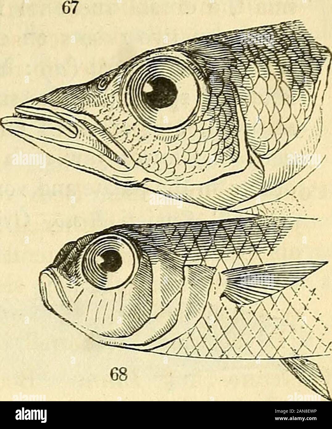 The natural history of fishes, amphibians, & reptiles, or monocardian ...