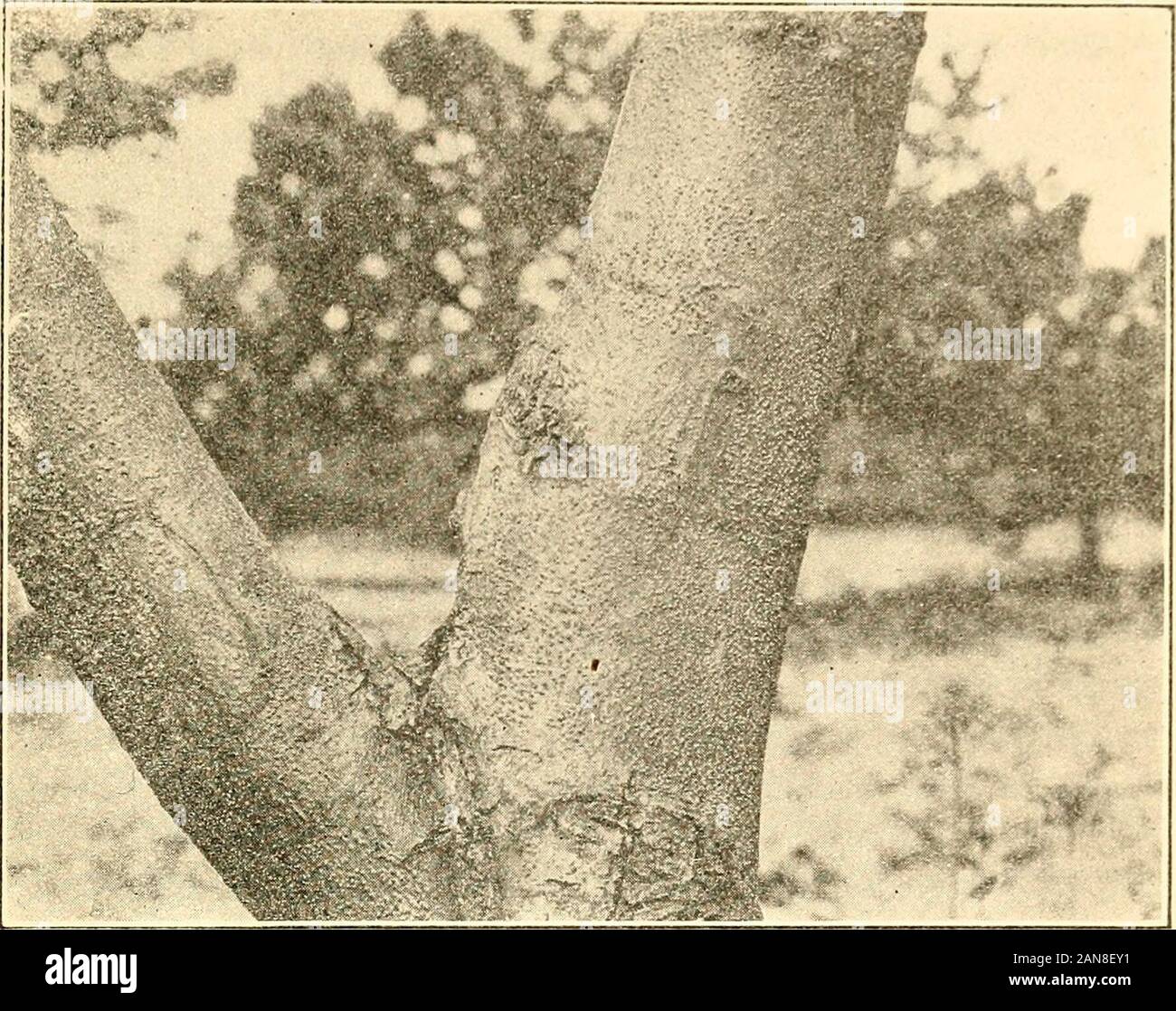 The chestnut blight disease [microform] : means of identification ...