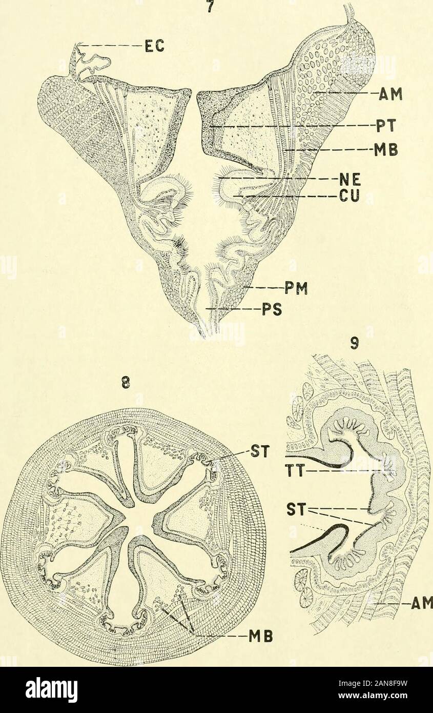 The Journal of experimental zoology . 405 PLATE 2 EXPLANATION OF ...