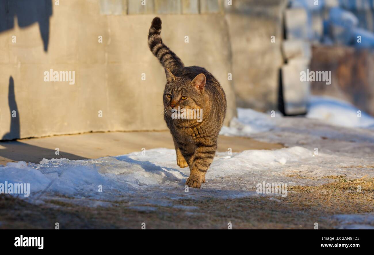 cat walking outdoor near the house Stock Photo - Alamy