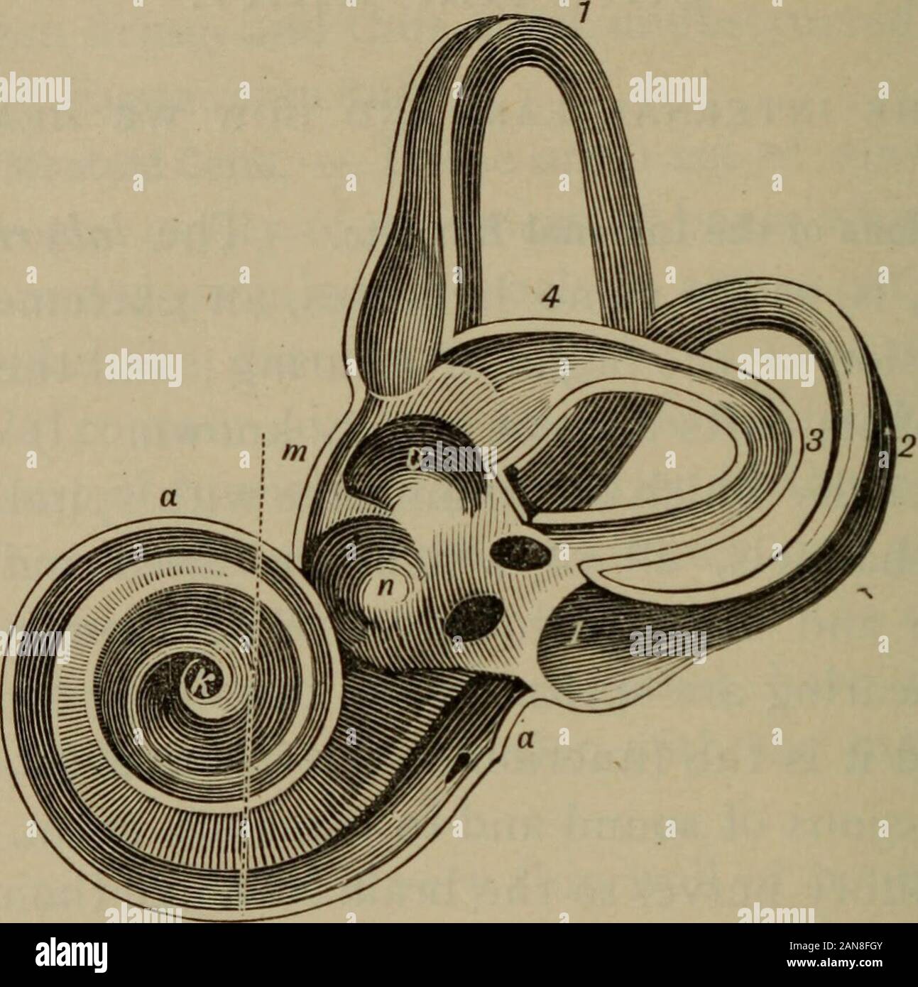 Egg shaped cavity in brain hi-res stock photography and images - Alamy