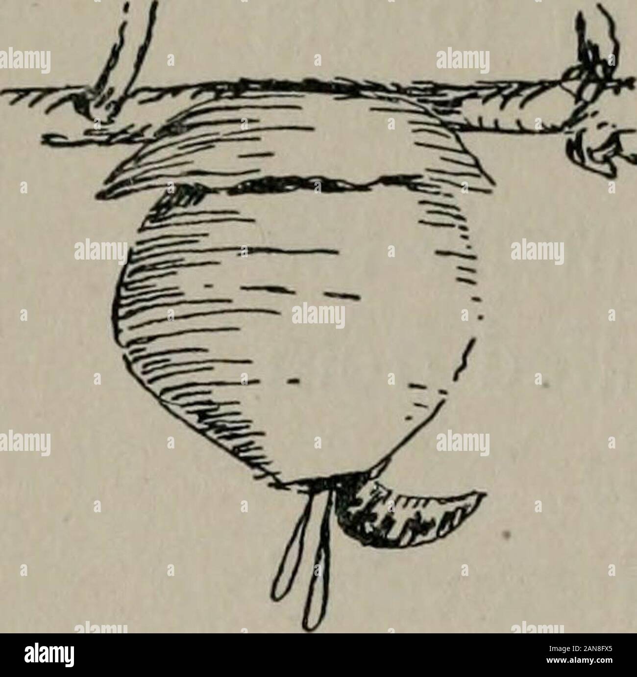 Queen go hunting hi-res stock photography and images - Alamy