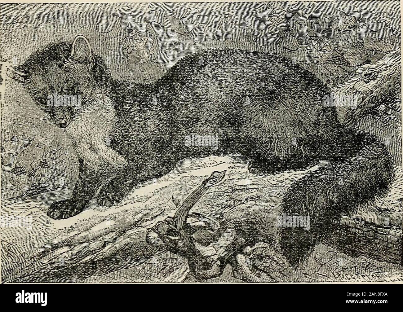 Coyote with rabbit hi-res stock photography and images - Alamy