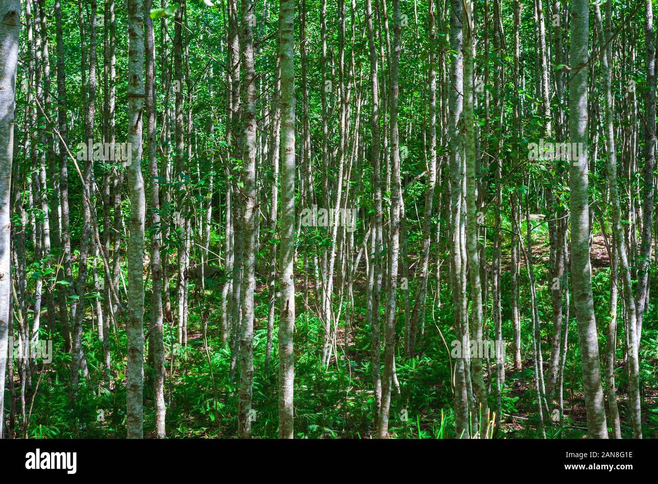 green forest with new trees. background Stock Photo - Alamy