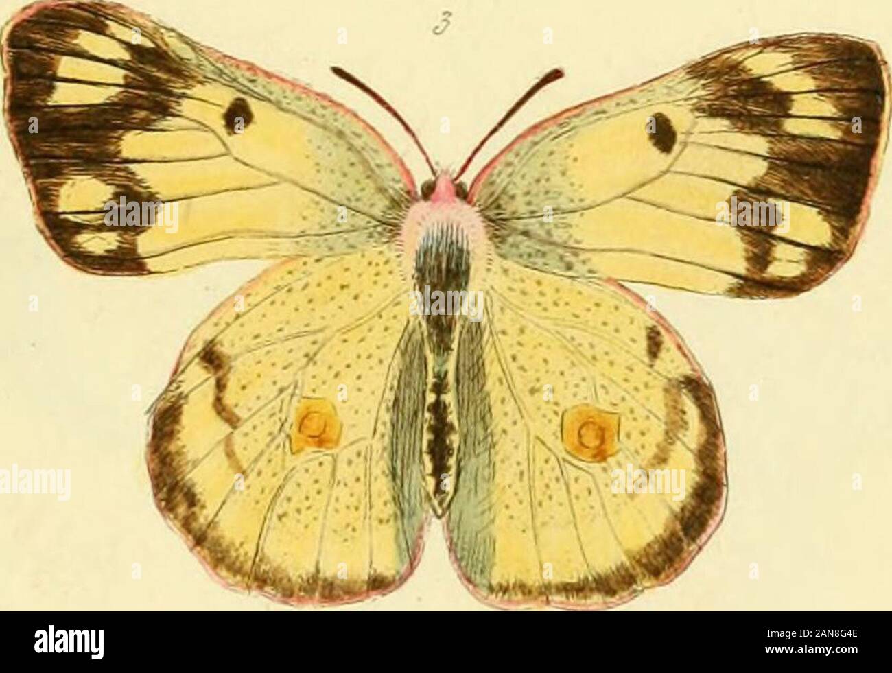 New lepidopterous insects hi-res stock photography and images - Alamy
