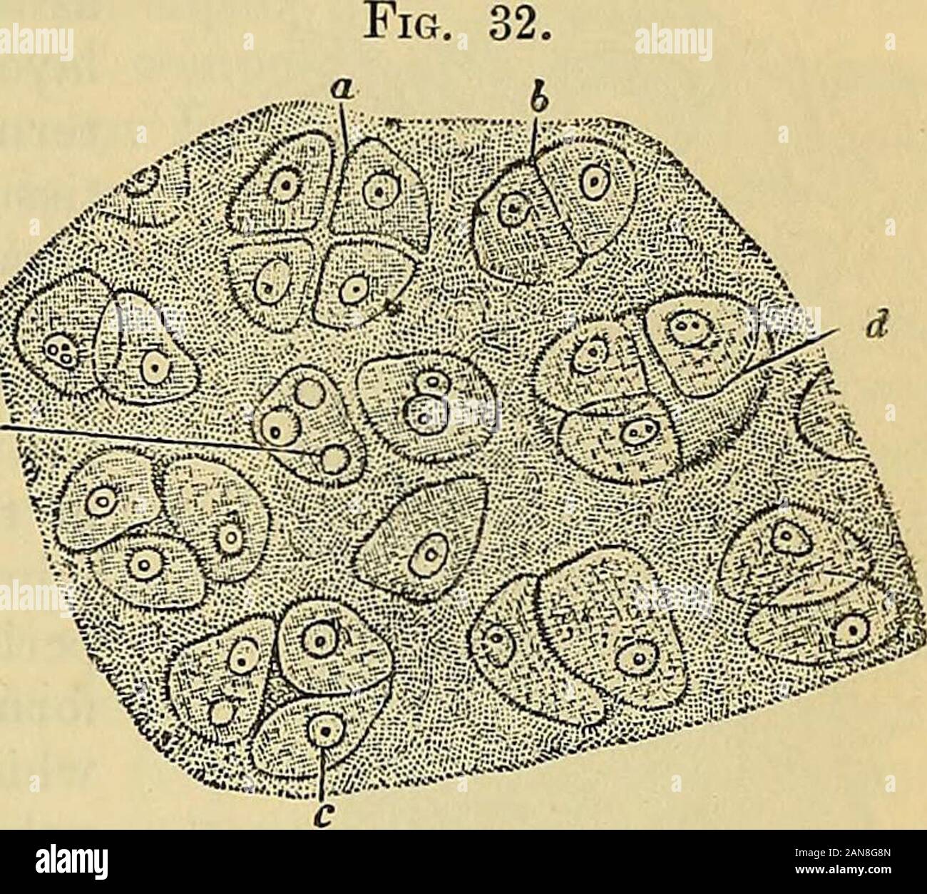 Hyaline Cartilage Trachea Drawing