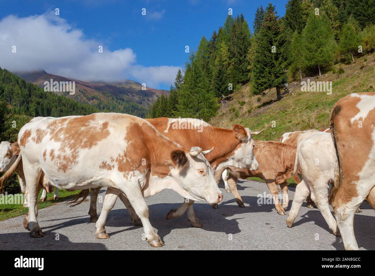 Cattle austria hi-res stock photography and images - Alamy