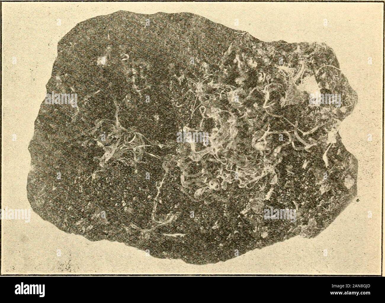 The chestnut blight disease [microform] : means of identification ...