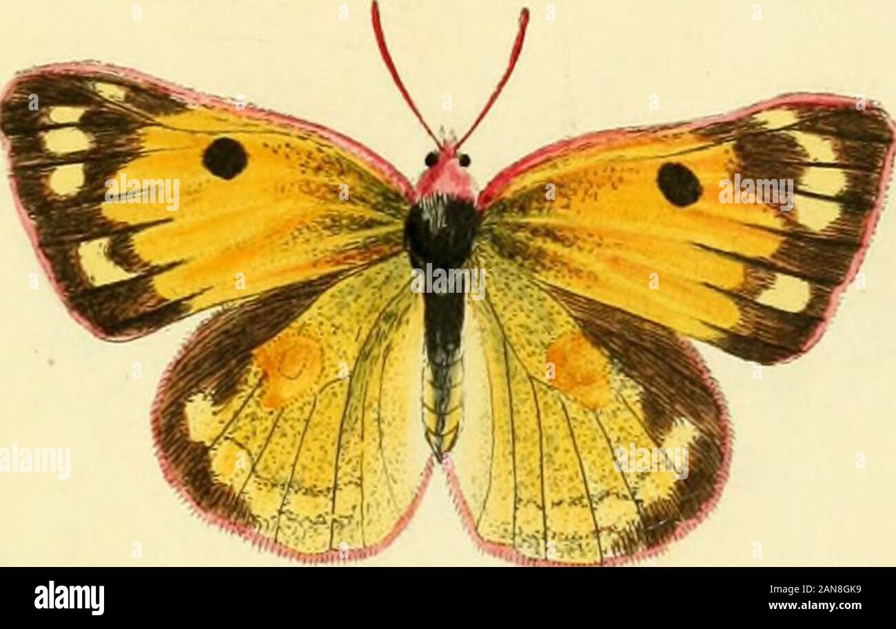 New lepidopterous insects hi-res stock photography and images - Alamy
