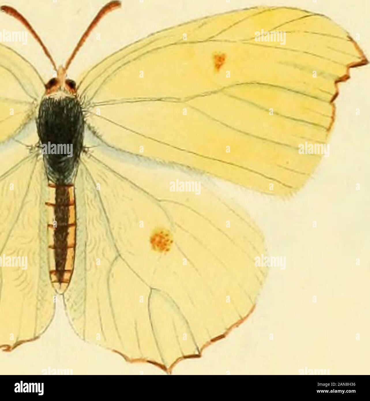 New lepidopterous insects hi-res stock photography and images - Alamy