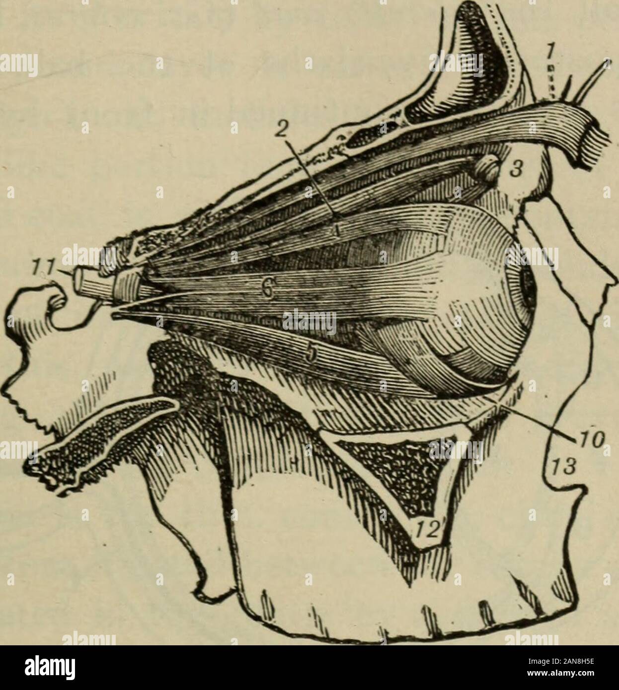 An academic physiology and hygiene .. . e openingsthrough which the ...