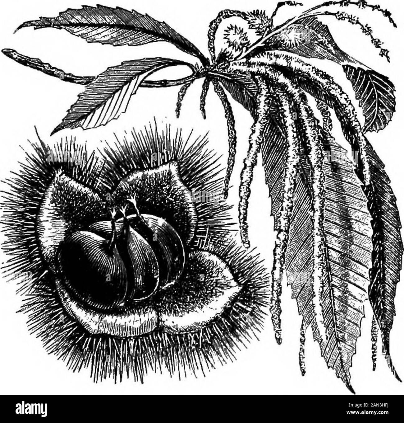 Castanea vulgaris Black and White Stock Photos & Images - Alamy