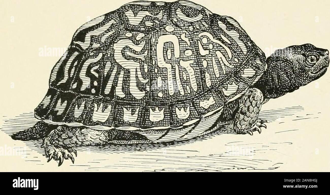 Irregular speckled markings hi-res stock photography and images - Alamy