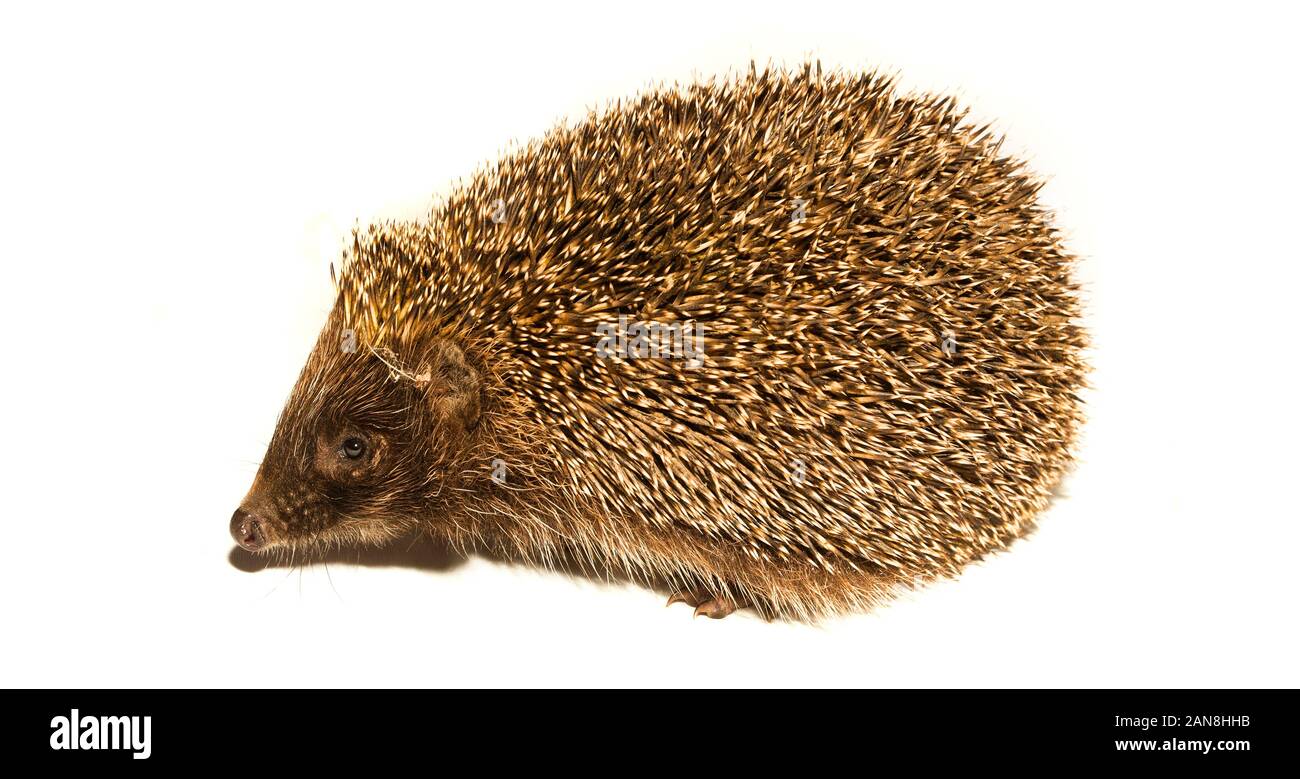 hedgehog animal with spikes isolated on white background Stock Photo ...