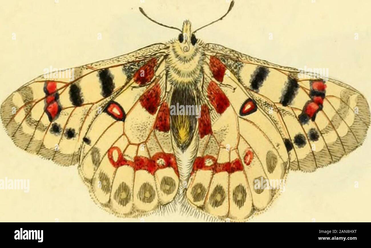 Descriptions and figures of some new lepidopterous insects, chiefly ...
