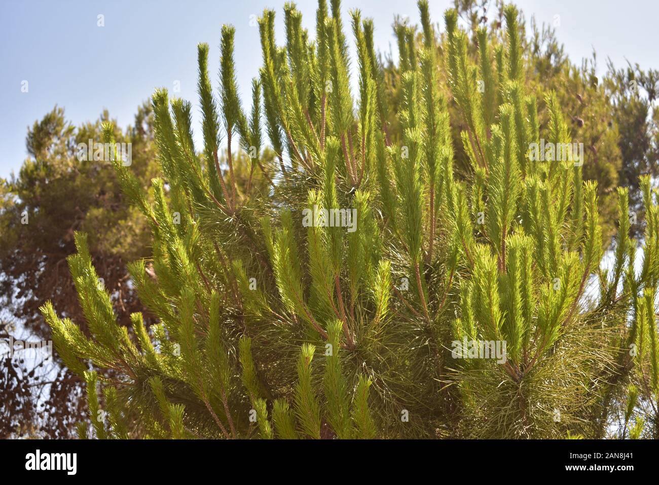 pinus halepensis growing in Ramallah West Bank Stock Photo - Alamy