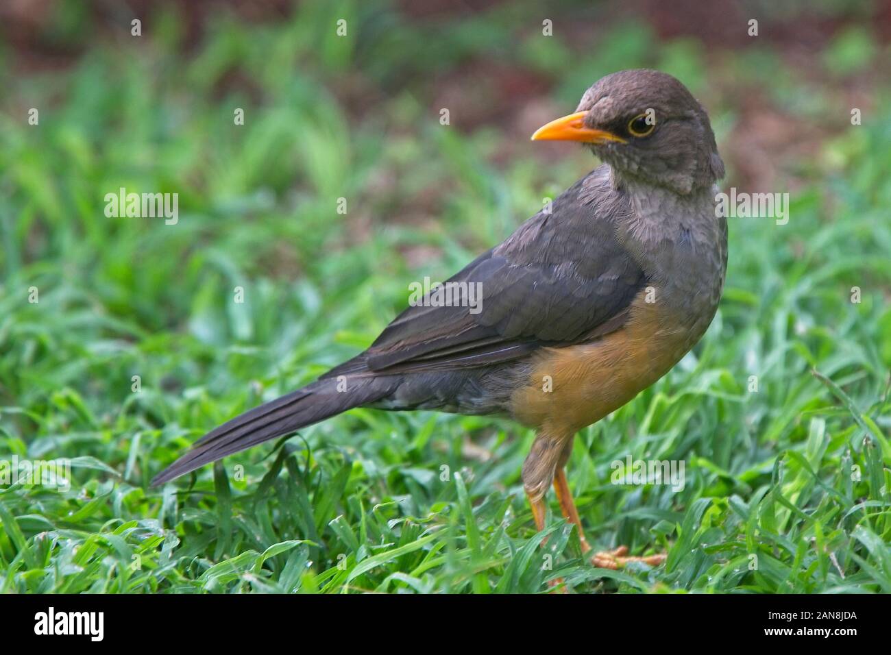 Olive Thrush (Turdus olivaceus abyssinicus), Nairobi, Kenya Stock Photo ...