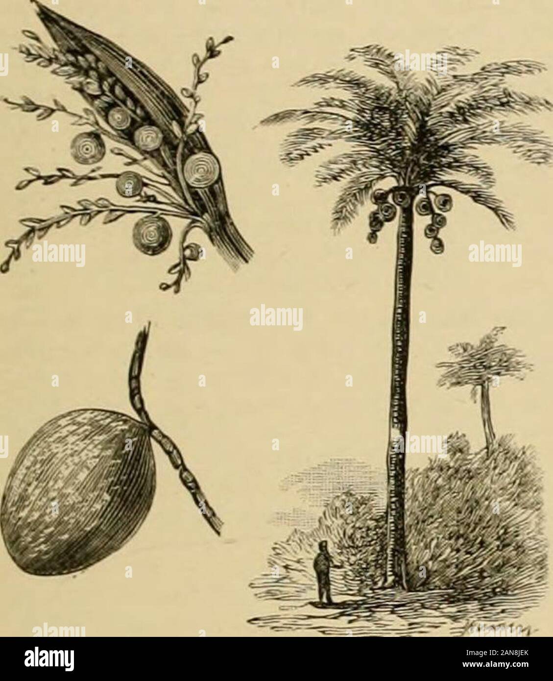 Gromi hi-res stock photography and images - Alamy