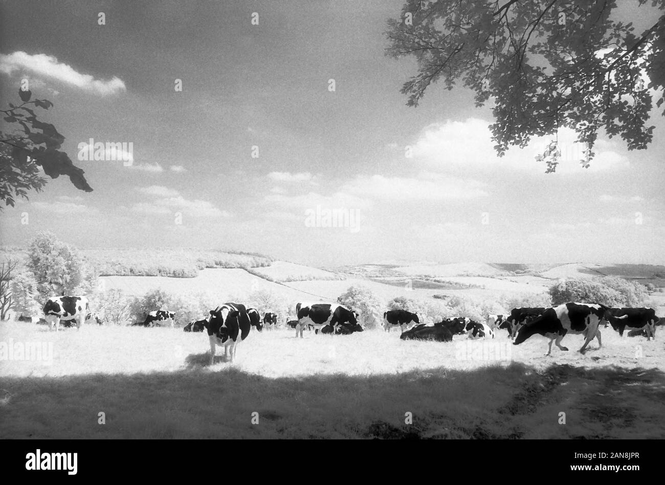 High contrast cattle photography hi-res stock photography and images ...