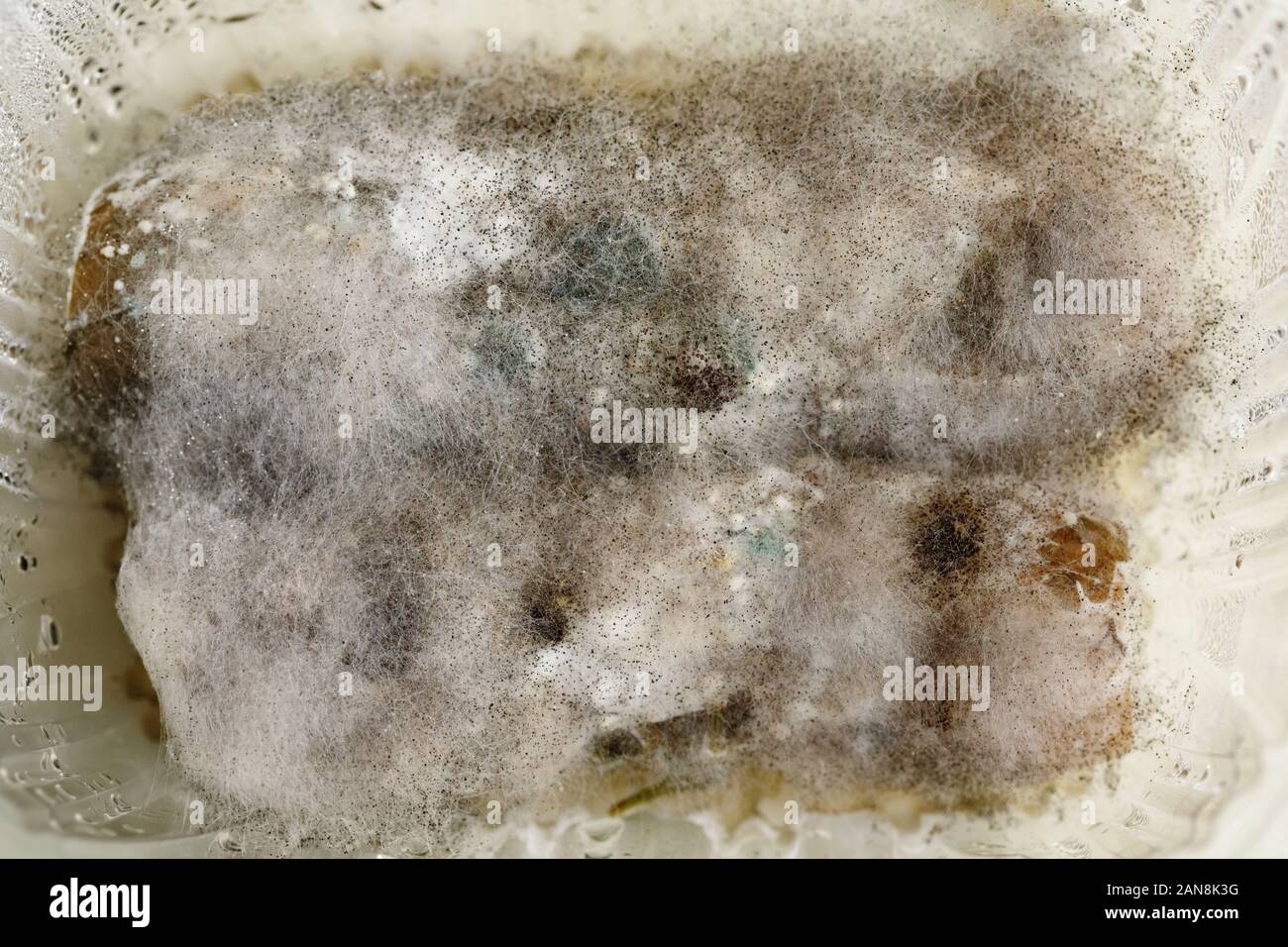 Mold and fungi on food waste close-up, top view Stock Photo - Alamy