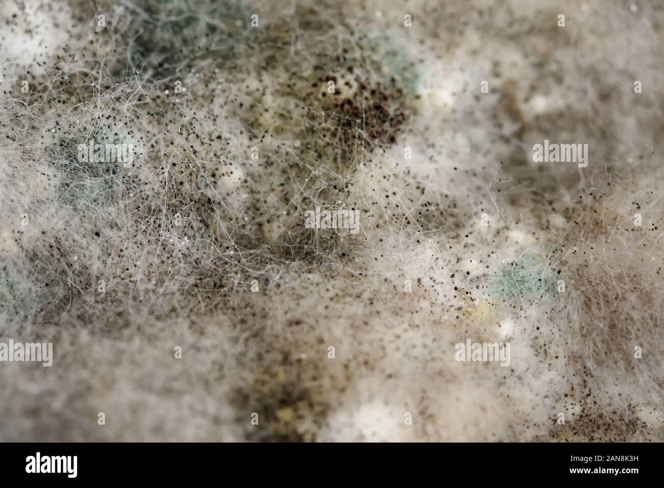 Mold and fungi on food waste close-up, selective focus Stock Photo - Alamy