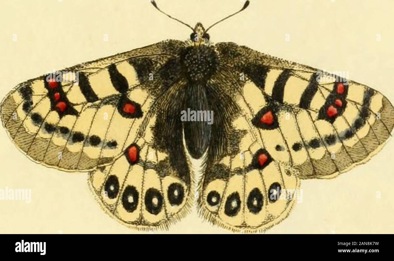 New lepidopterous insects hi-res stock photography and images - Alamy