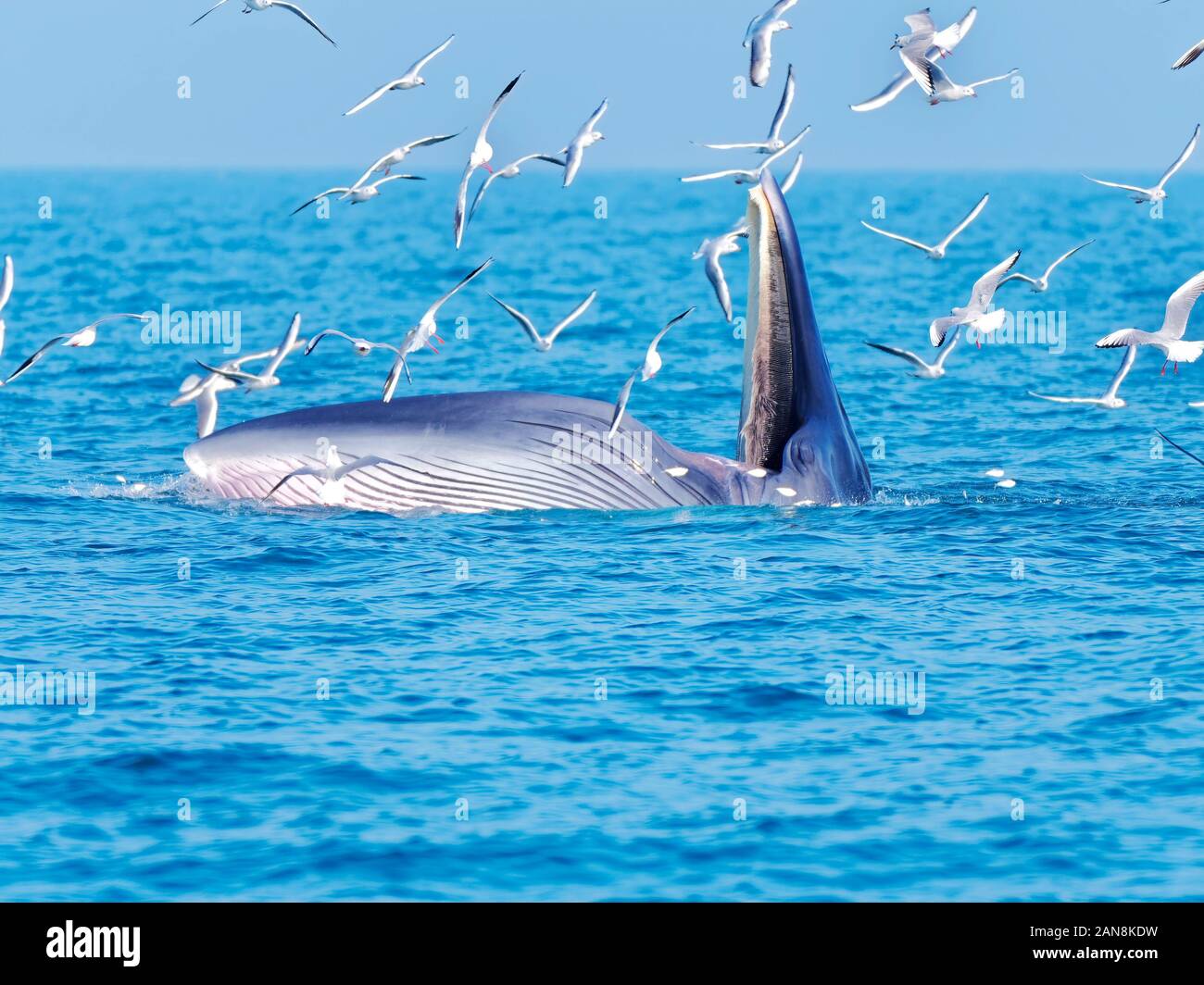 Captured whale hi-res stock photography and images - Alamy