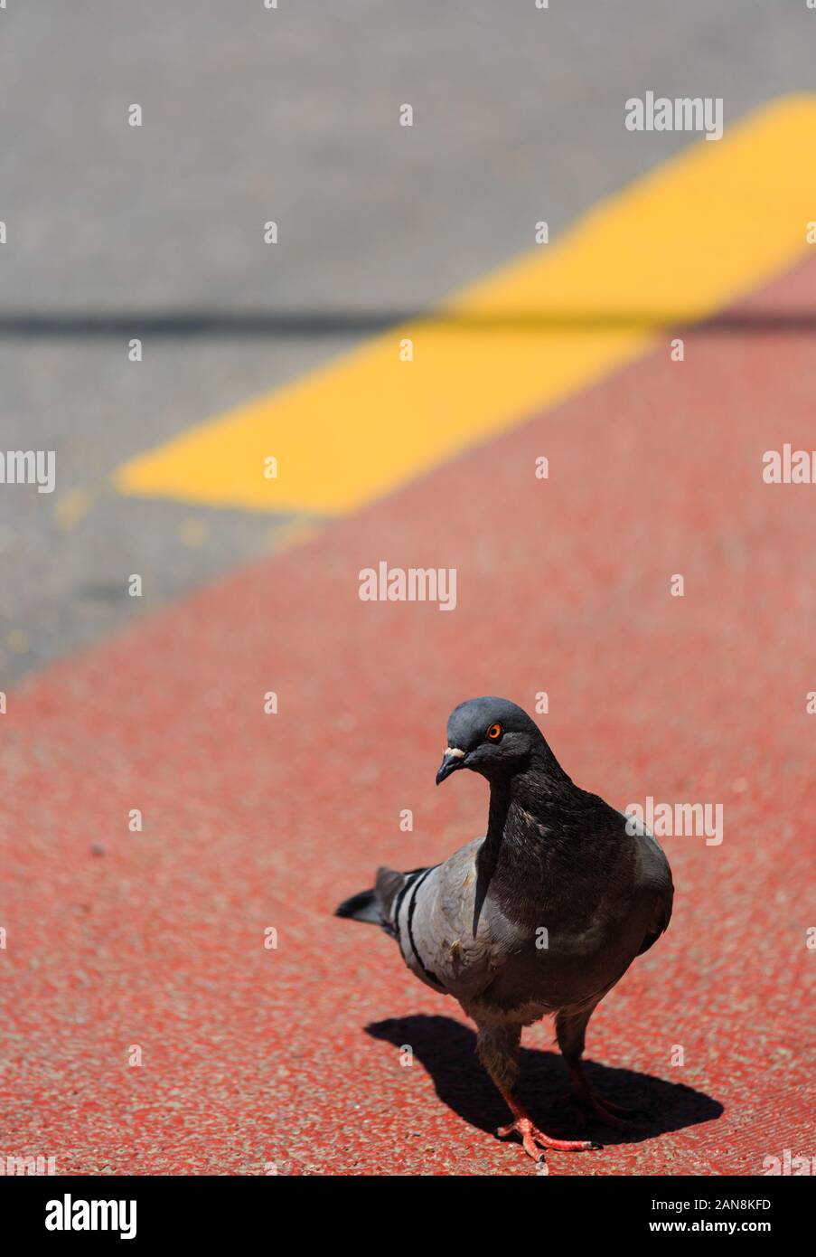 colorful pigeon Walking on the red color road Stock Photo - Alamy