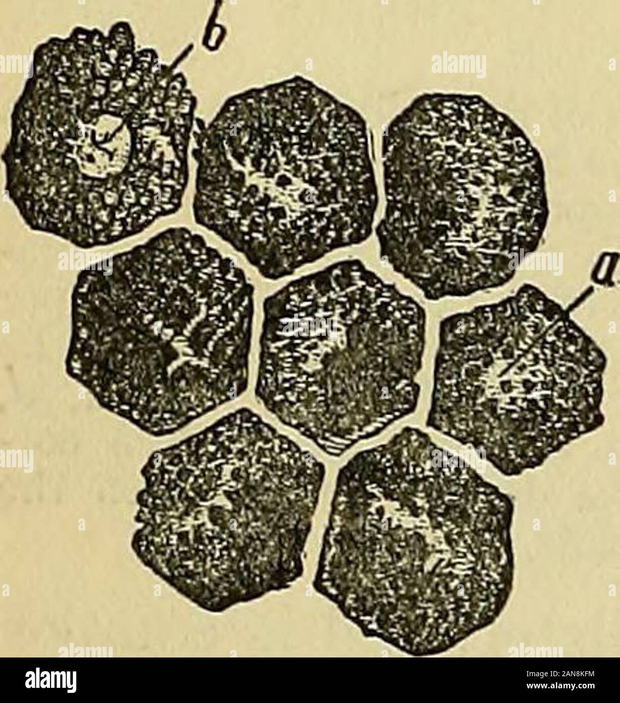 Tad band hi-res stock photography and images - Alamy