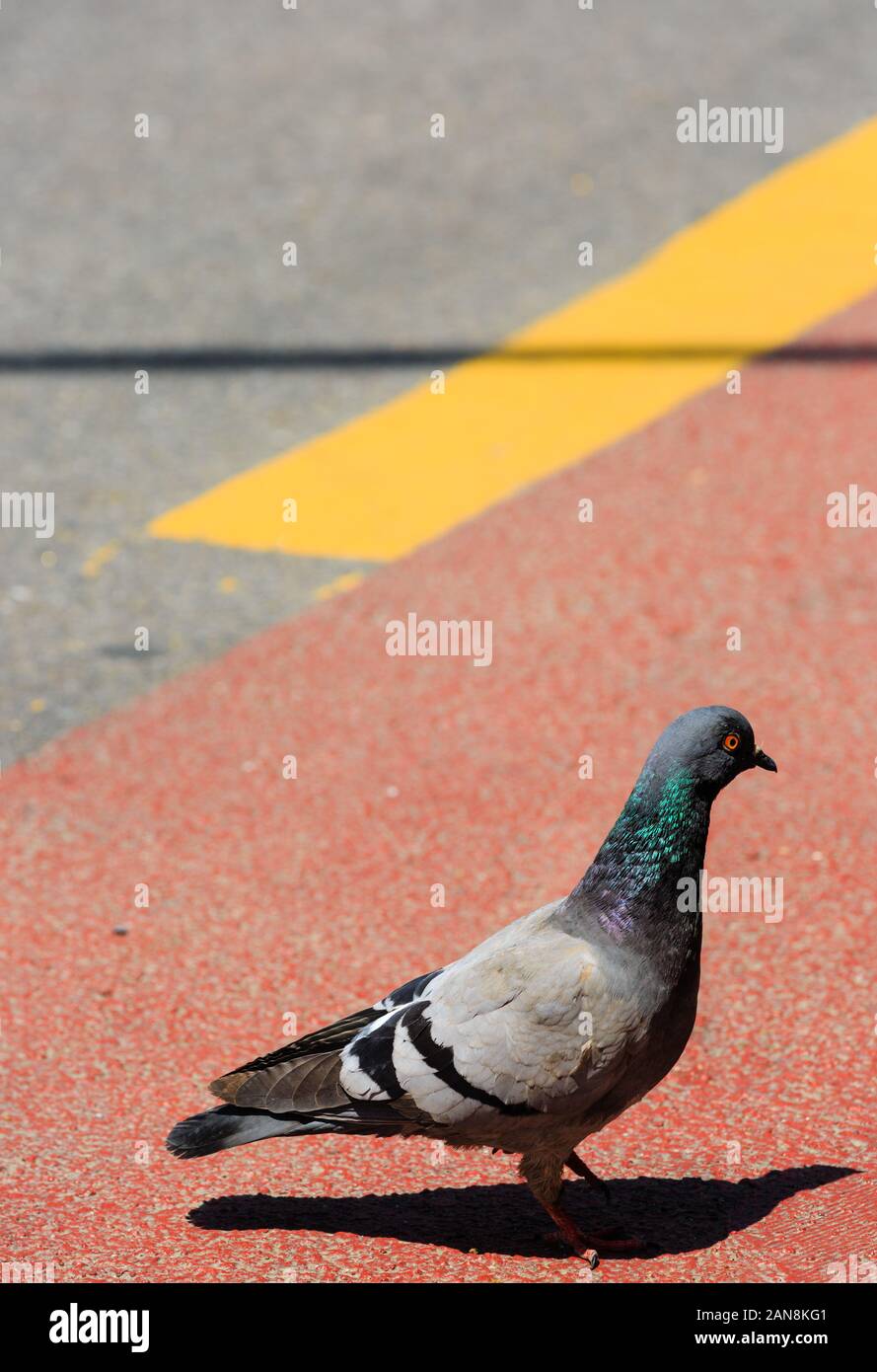 colorful pigeon Walking on the red color road Stock Photo - Alamy