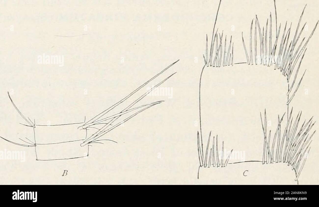 Alepas species hi-res stock photography and images - Alamy